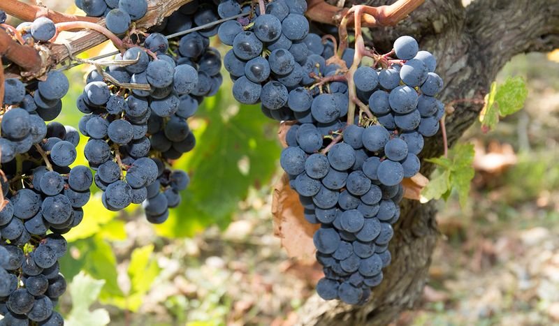 Redirecting to https://www.bentoweb.com