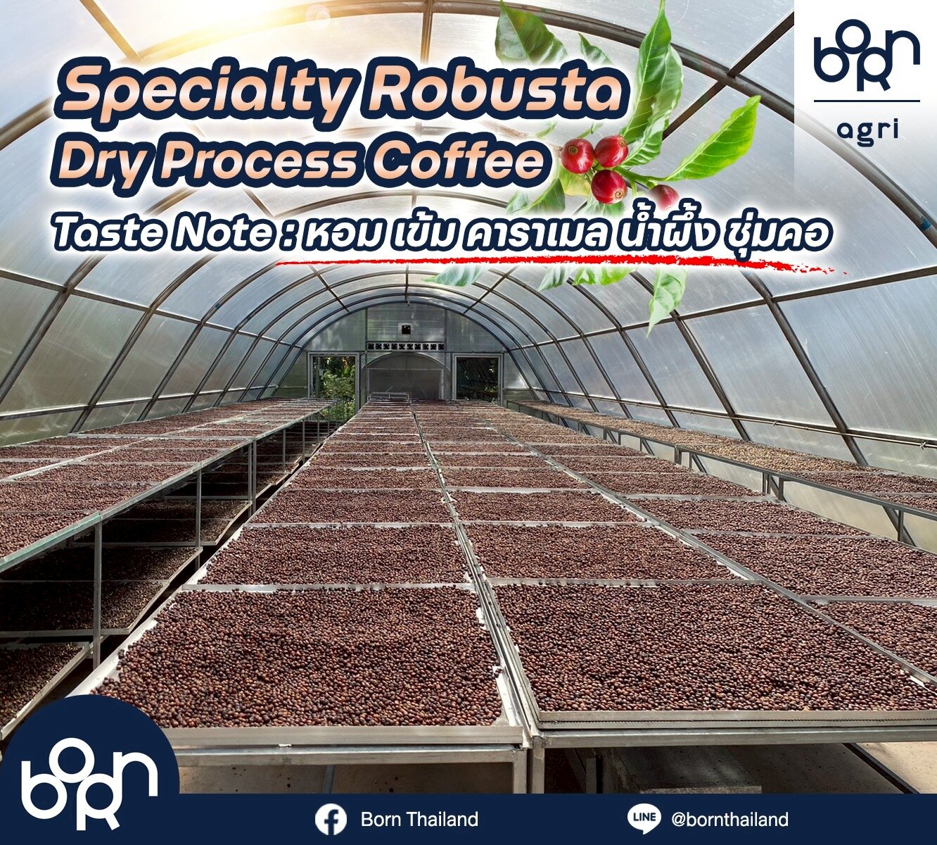 (ชุมพร) กาแฟถ้ำสิงห์ Dry Process - BORNTHAILAND