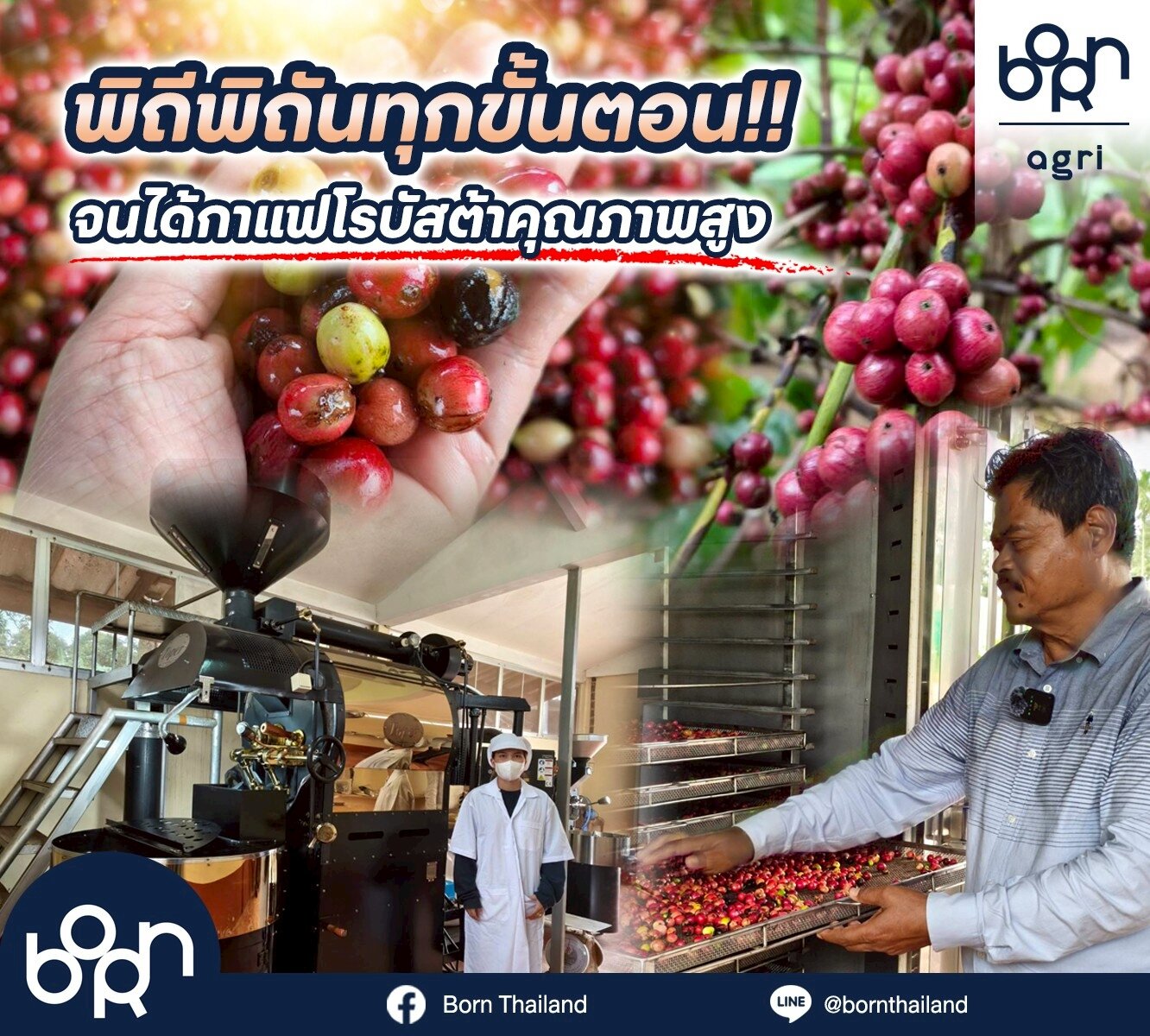 (ชุมพร) กาแฟถ้ำสิงห์ Dry Process - BORNTHAILAND