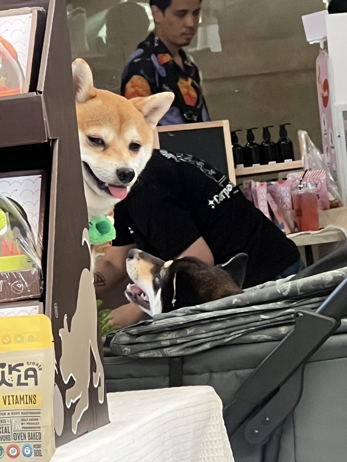 Doggi Day ครั้งที่ 19 by หมาติดเที่ยว l FikaGO Thailand - Pet And Play