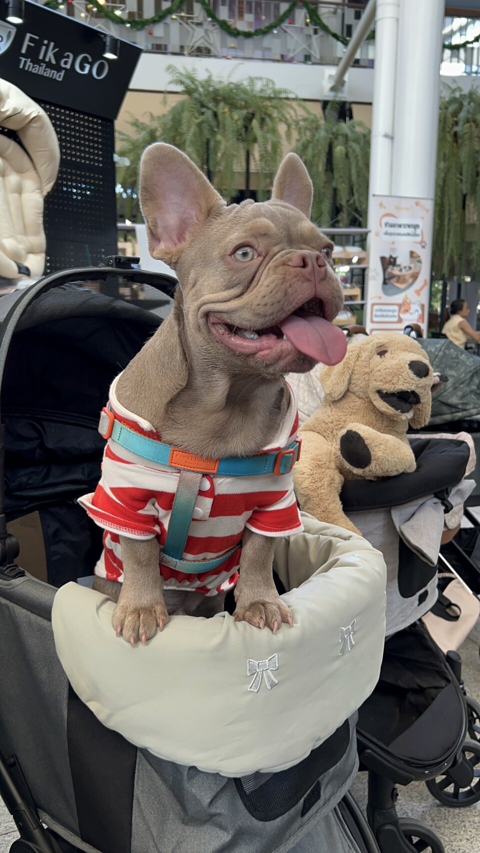 Doggi Day ครั้งที่ 19 by หมาติดเที่ยว l FikaGO Thailand - Pet And Play